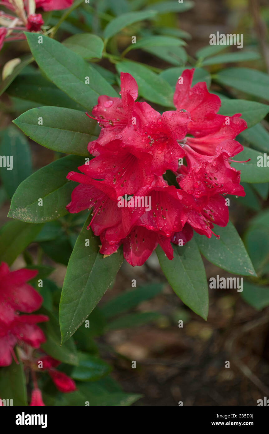 Single pink rhododendron hi-res stock photography and images - Alamy