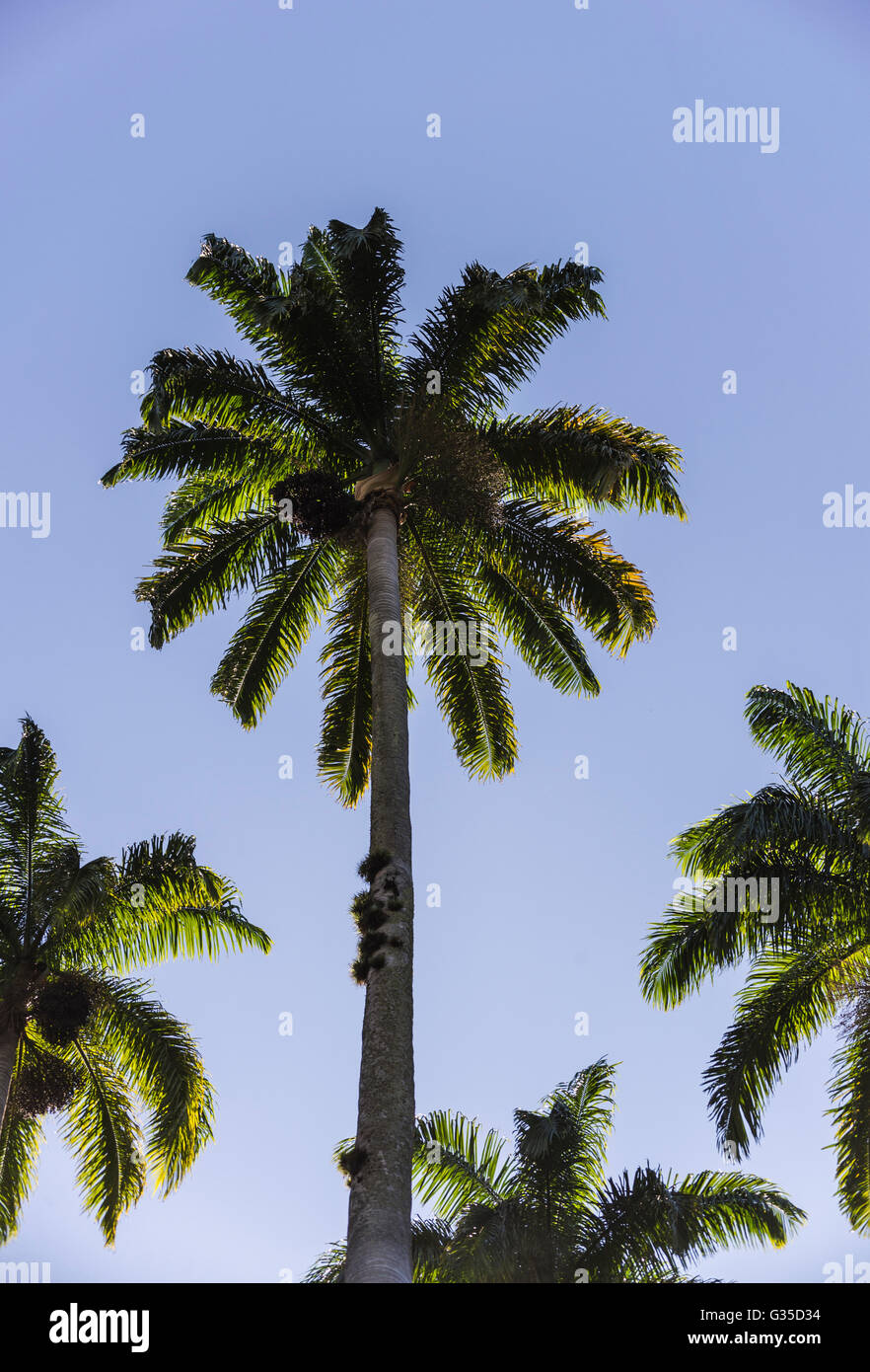 South american palm trees hi-res stock photography and images - Alamy
