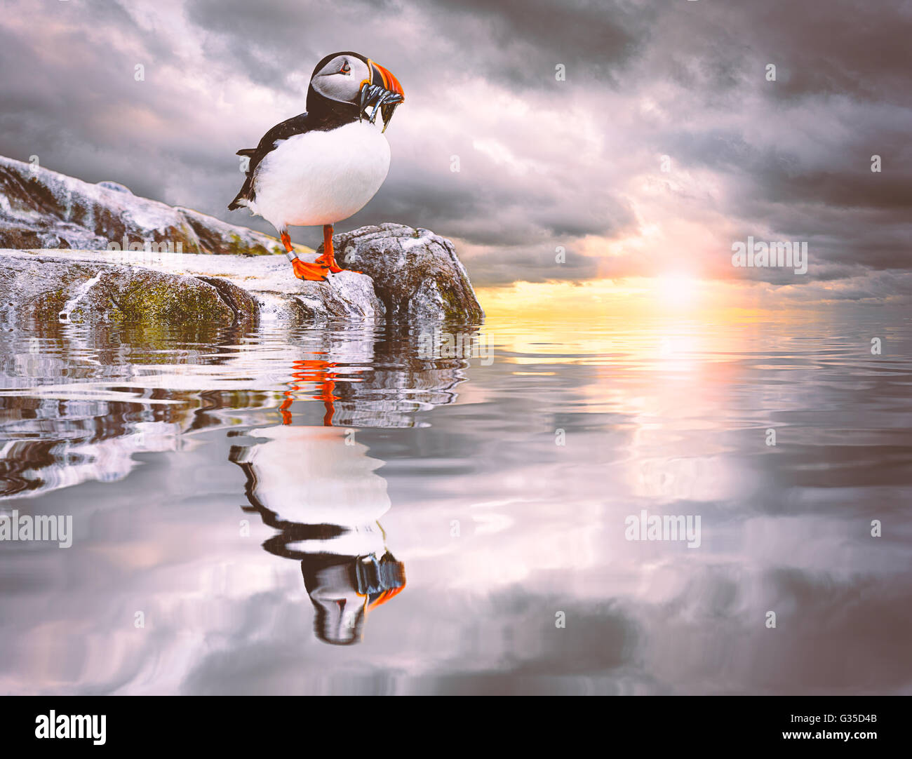 The wonderfully funny Puffin with a calm reflecting landscape Stock ...
