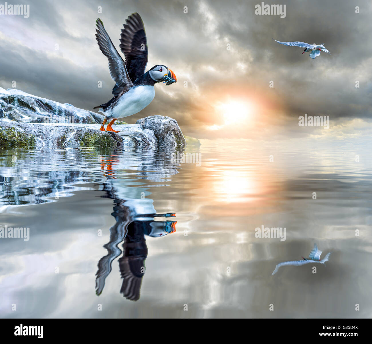 Puffin with catch of a day hi-res stock photography and images - Alamy