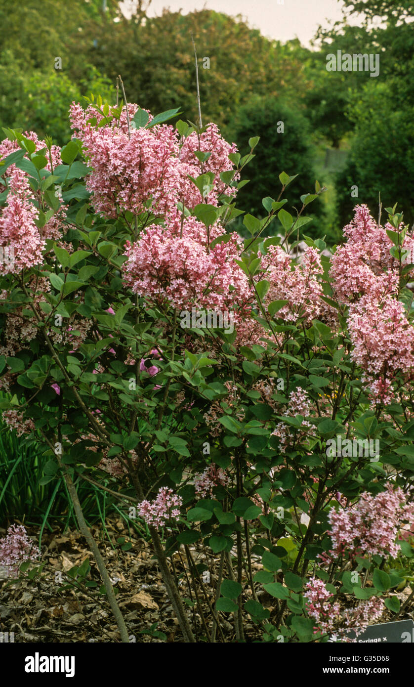 Syringa x bailbelle, Tinkerbelle Lilac Stock Photo - Alamy