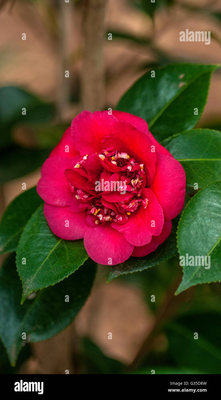 Tryst hi-res stock photography and images - Alamy