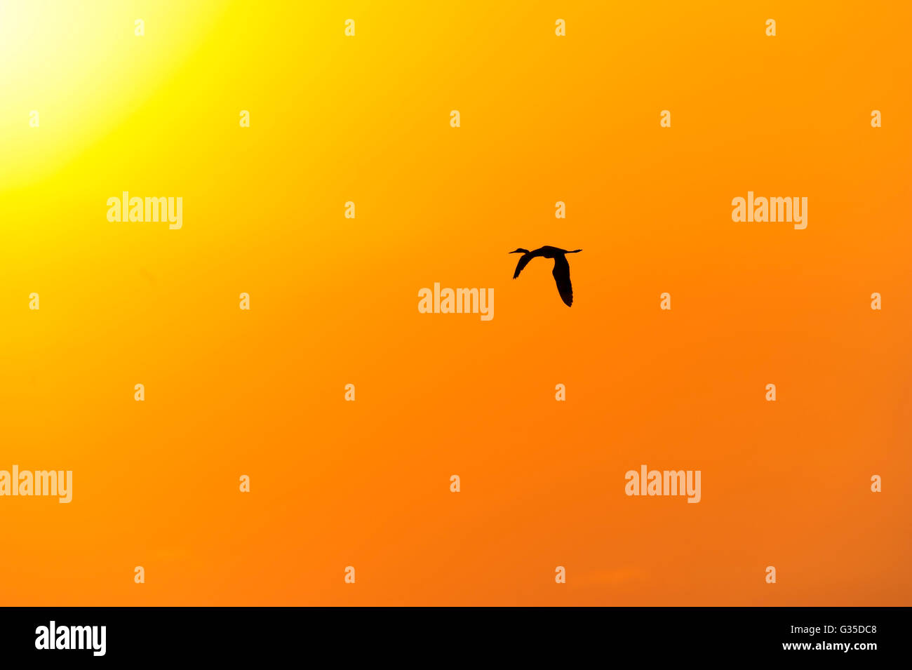 Bird silhouette is single bird flying silhouetted with a beautiful ...