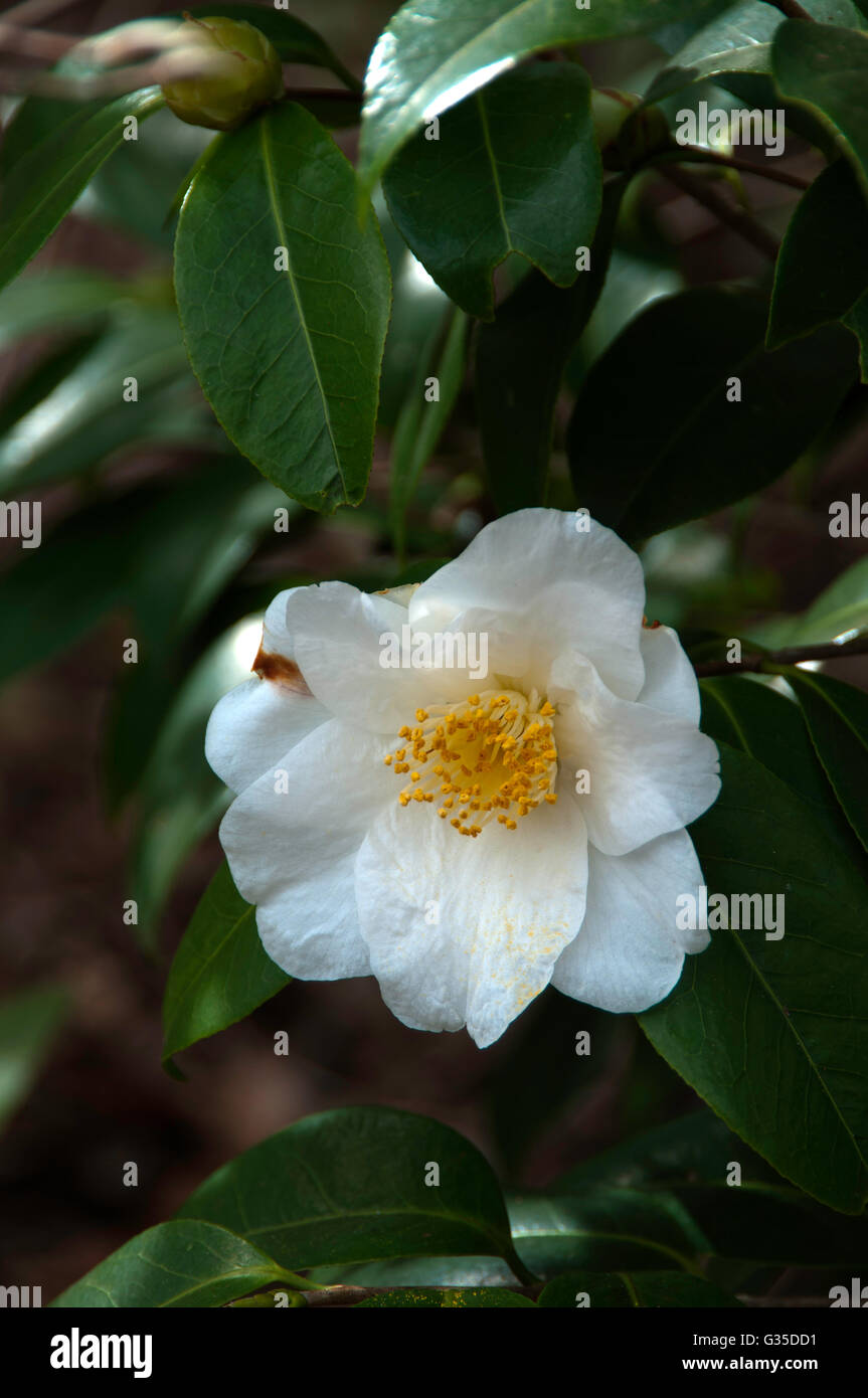 White camellia japonica hi-res stock photography and images - Alamy