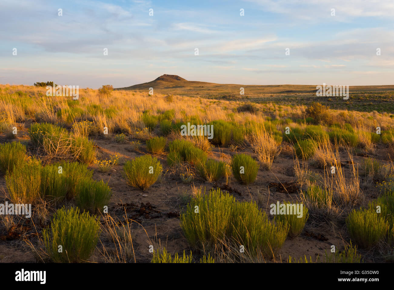 Broom Snakeweed, (Gutierrezia sarothrae) and Volcan. Volcanoes Day Use ...
