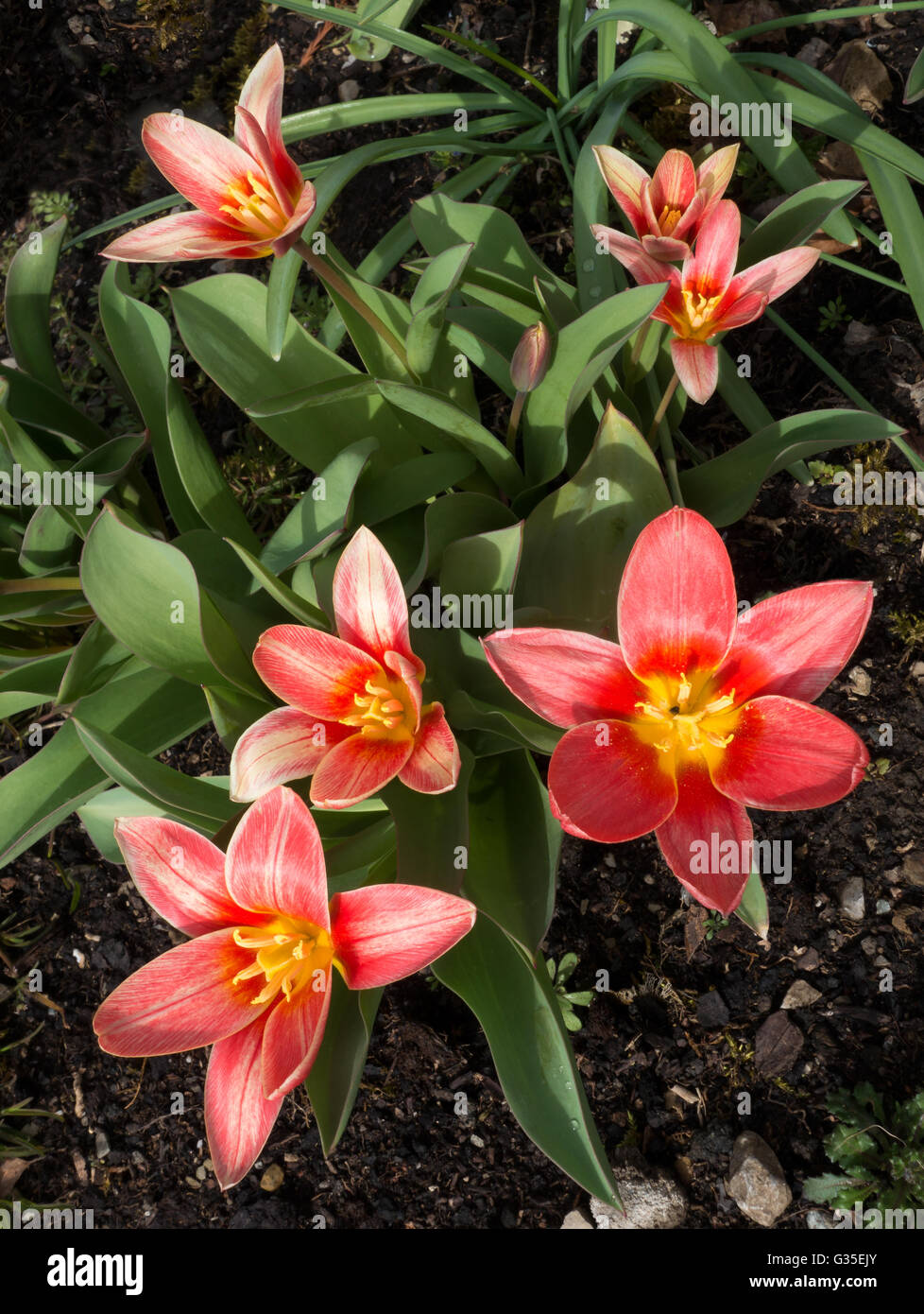 Miniature tulip hi-res stock photography and images - Alamy