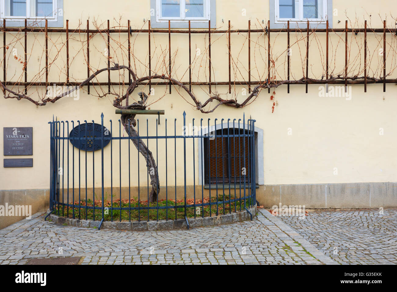 Oldest vine in the world in Maribor, Slovenia. "Stara trta" vine Stock ...