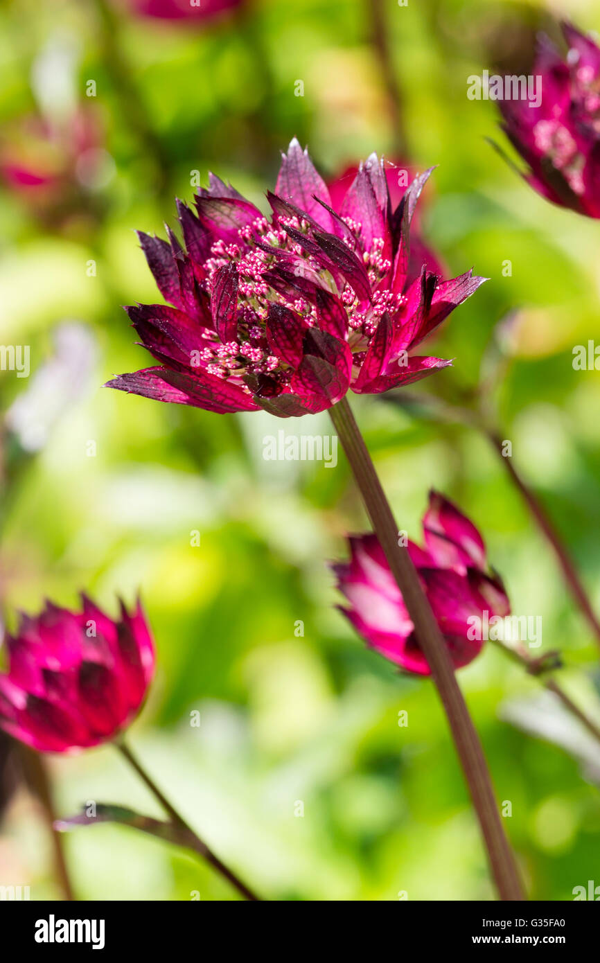 Flowers of the red form of the perennial masterwort, Astrantia major ...