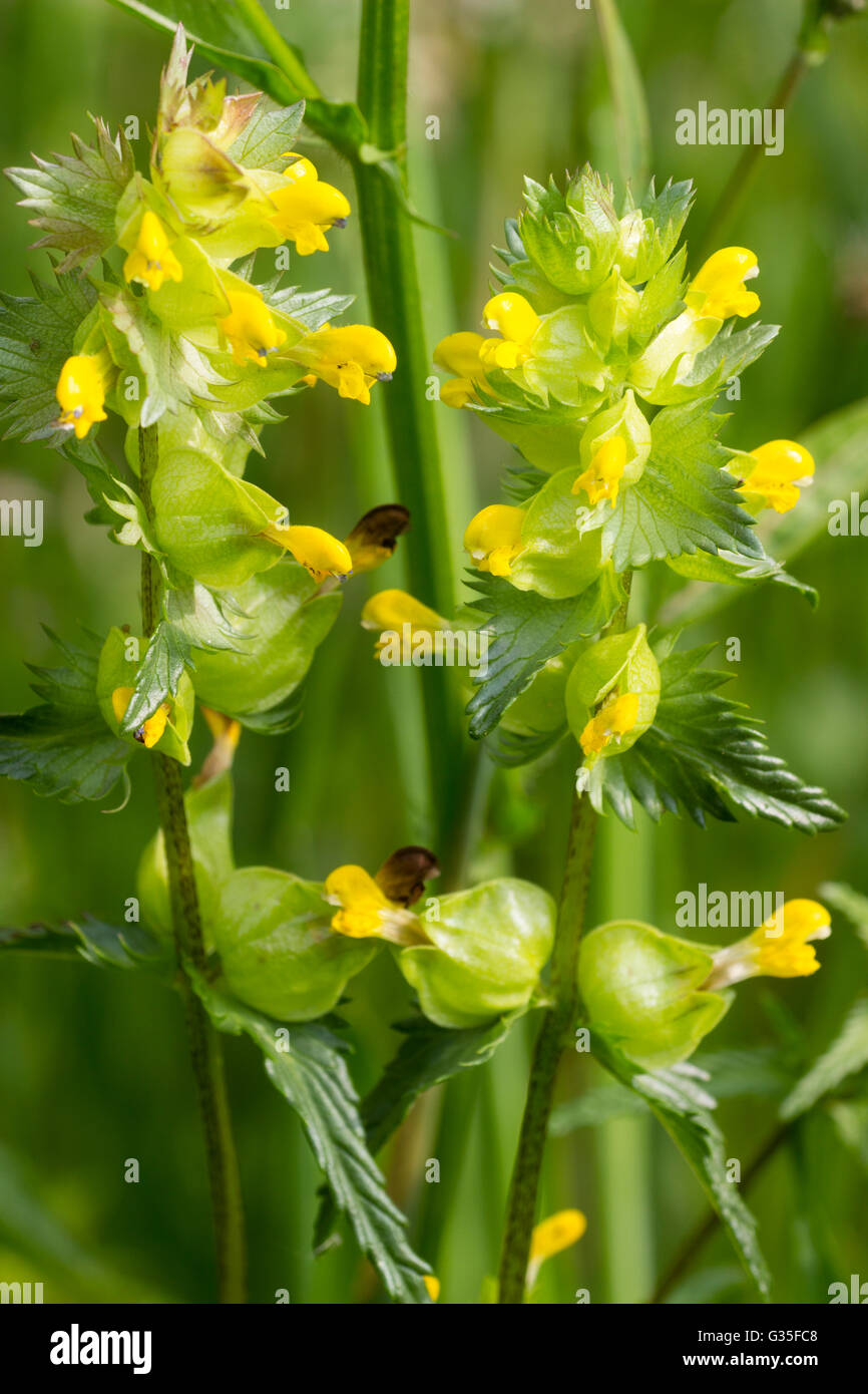 Flowers of the annual yellow hay rattle, Rhinanthus minor, a ...