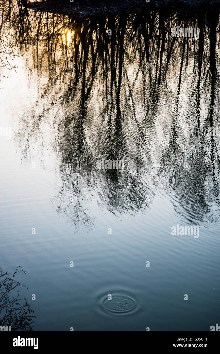 Peace trees hi-res stock photography and images - Alamy