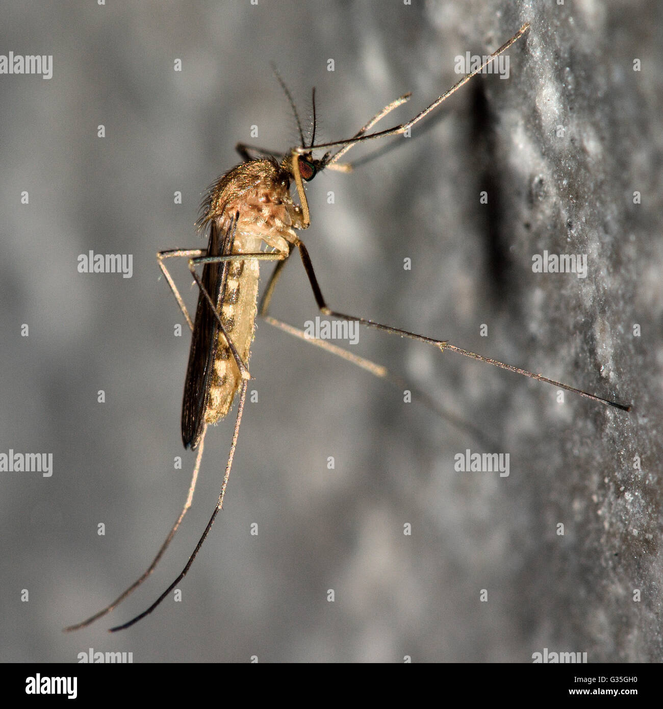 Culex mosquito hi-res stock photography and images - Alamy