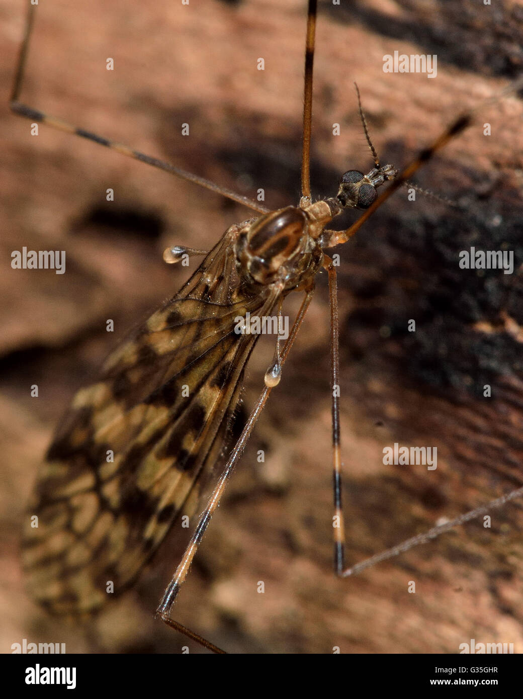 Short palped cranefly hi-res stock photography and images - Alamy