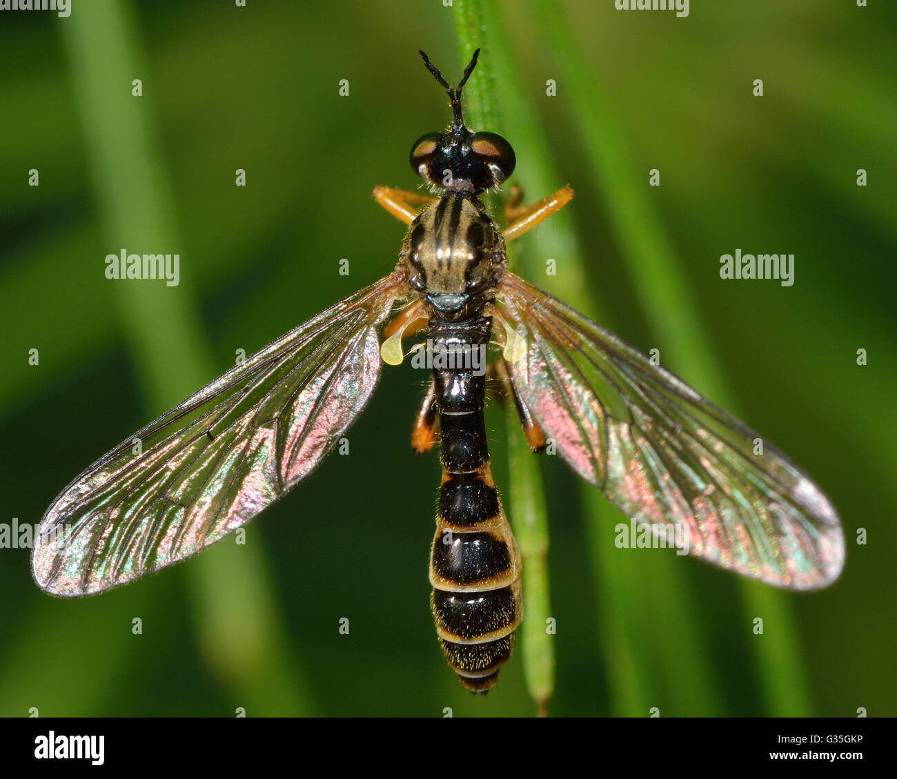 Small yellow-legged robber fly (Dioctria linearis). This wasp like fly ...