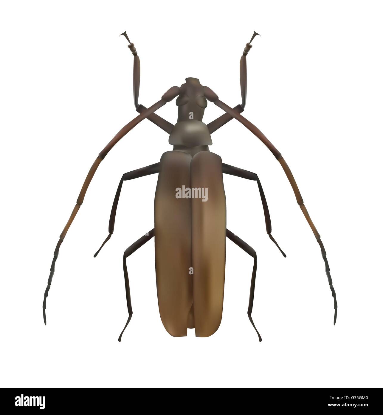 Large Brown Beetle. Realistic Vector Illustration Stock Vector Image ...