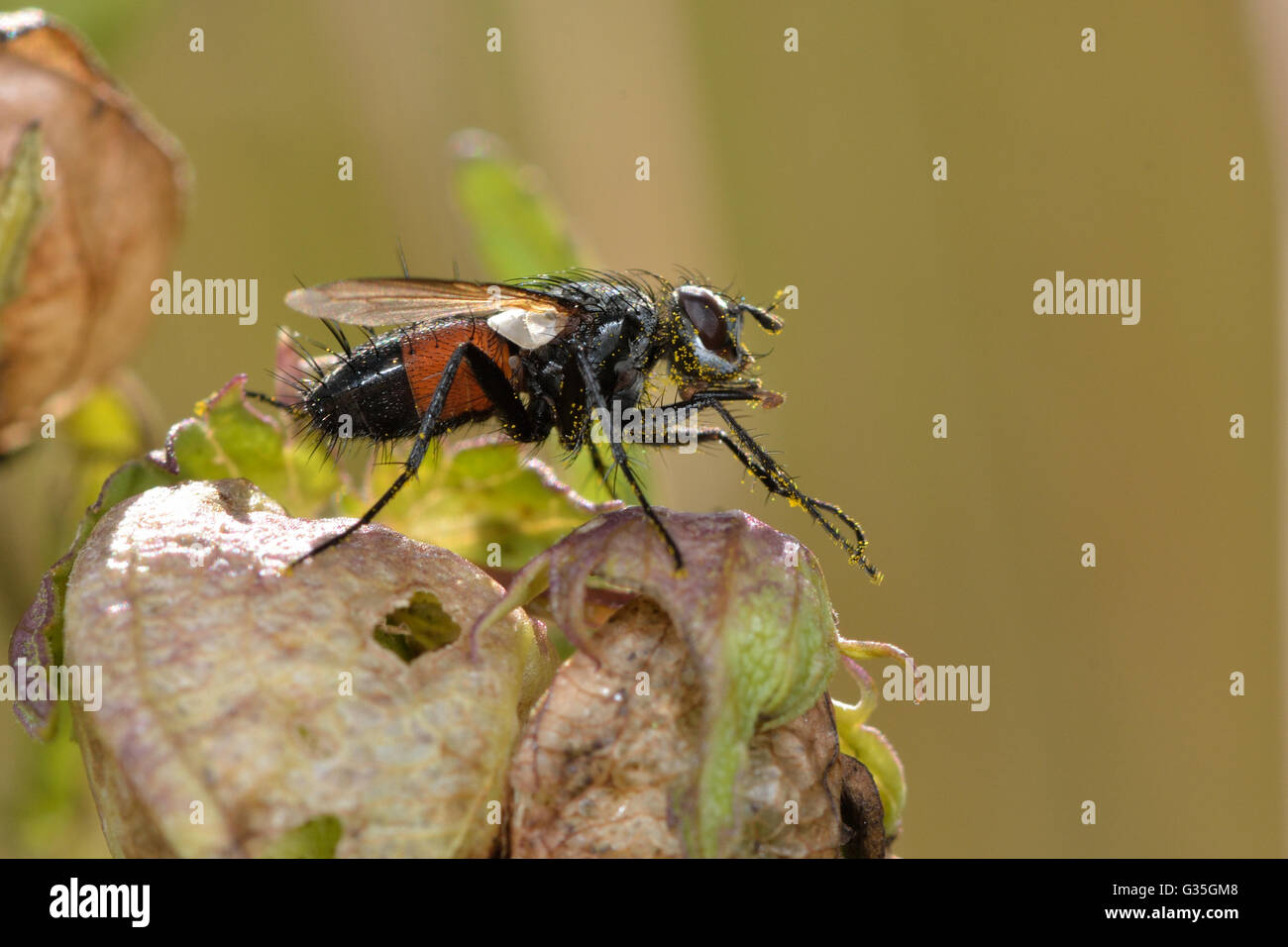 Tachinidae hi-res stock photography and images - Alamy