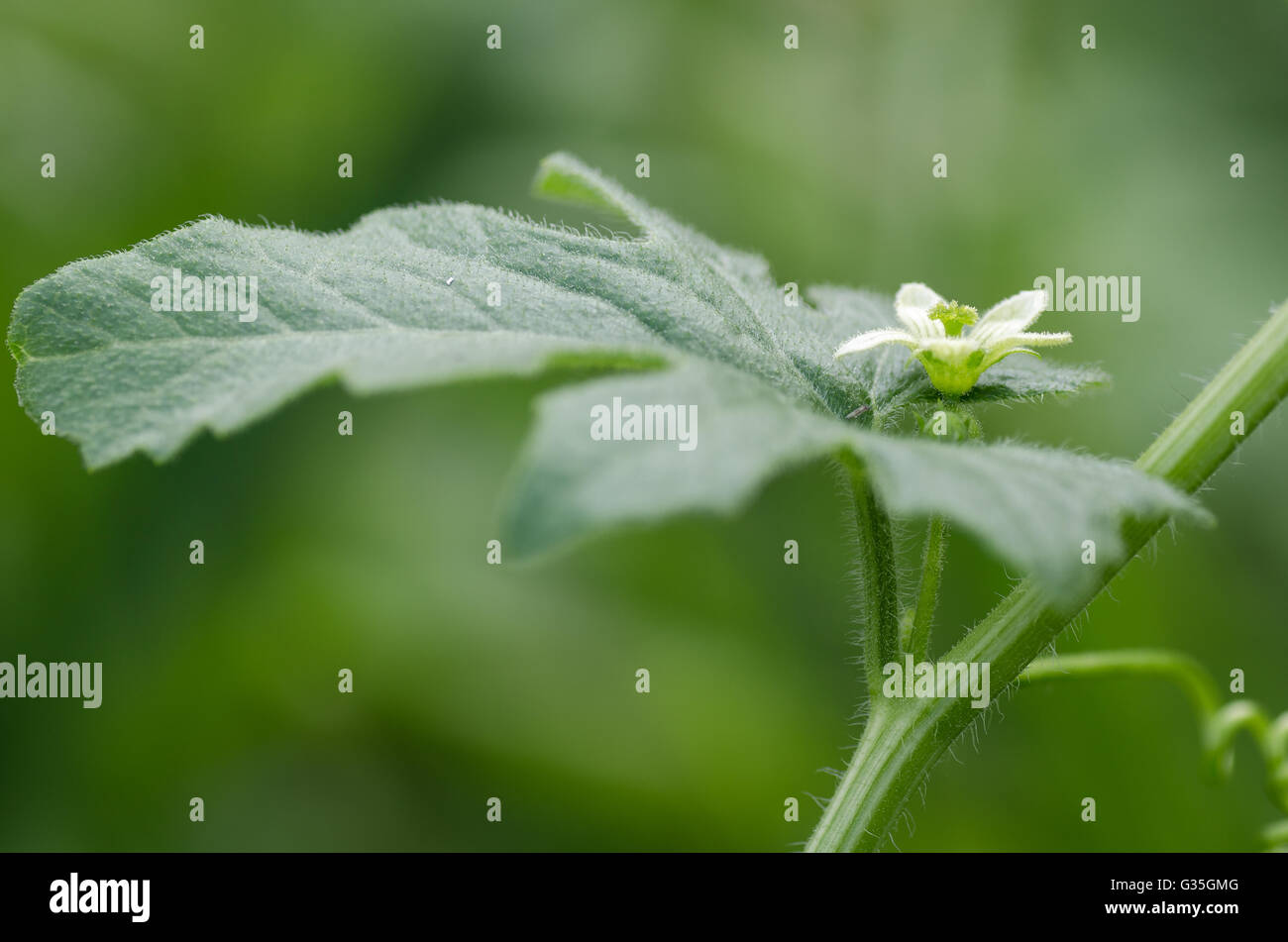 White bryony (Bryonia dioica) in flower. A perennial climbing vine in ...