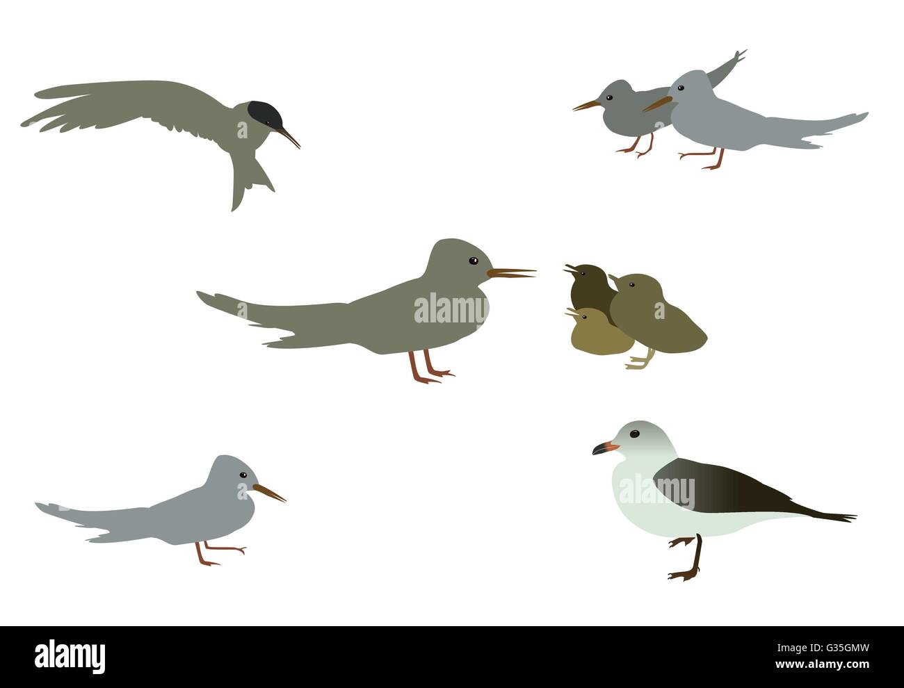 Set of Seabird seagull. Isolated on White background. Vector Ill Stock ...