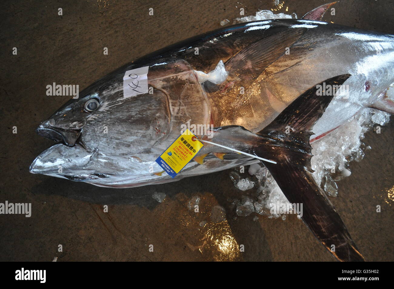 Tuna fishes, ready to be shipped, Okinawa Stock Photo - Alamy