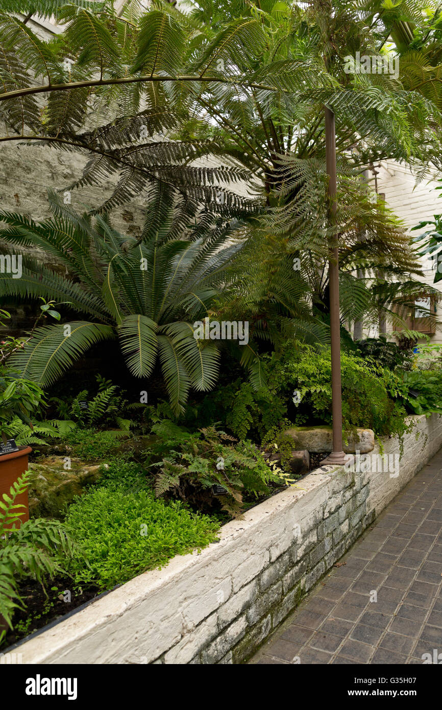 Fernery hi-res stock photography and images - Alamy