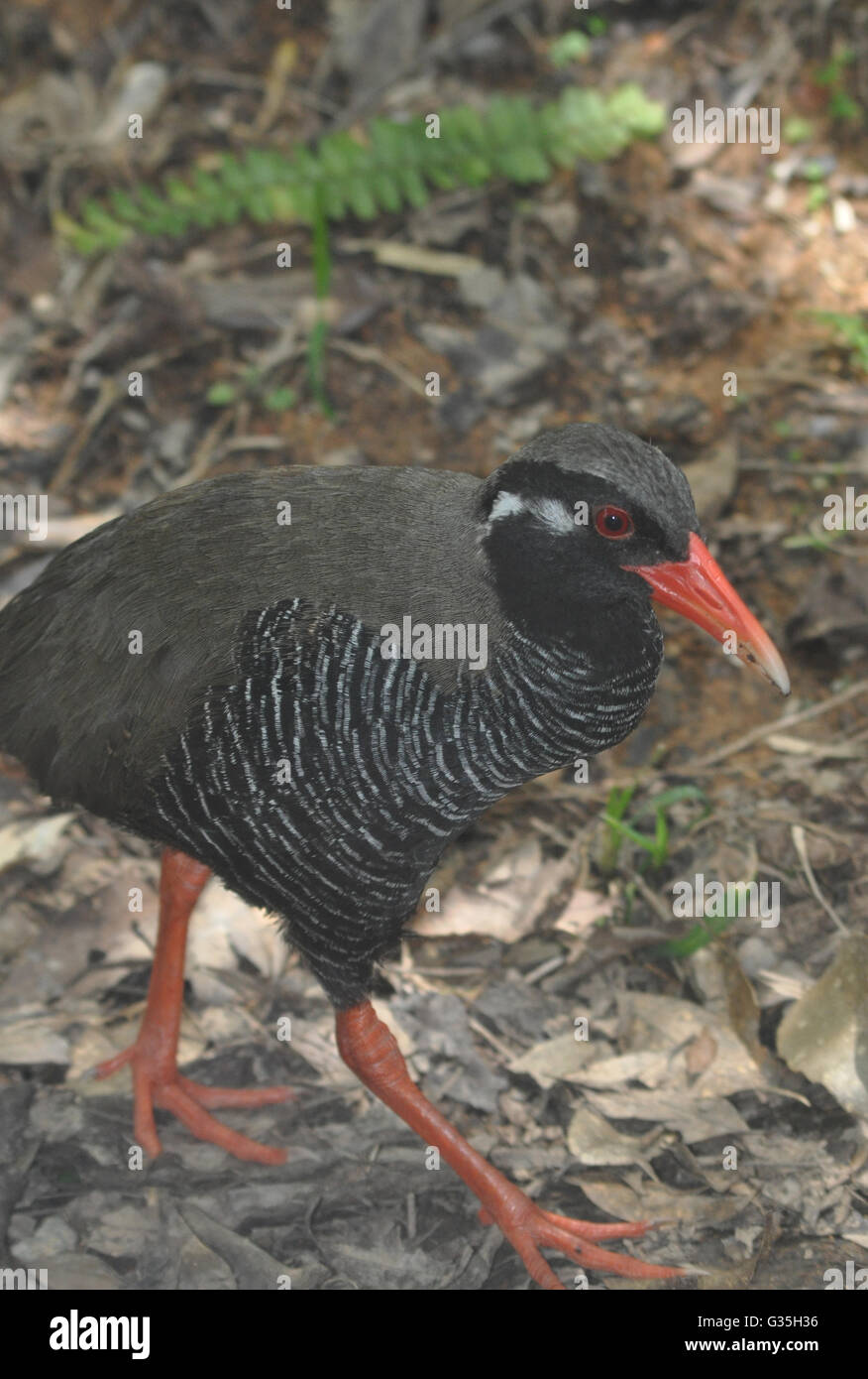 Okinawa rail hi-res stock photography and images - Alamy