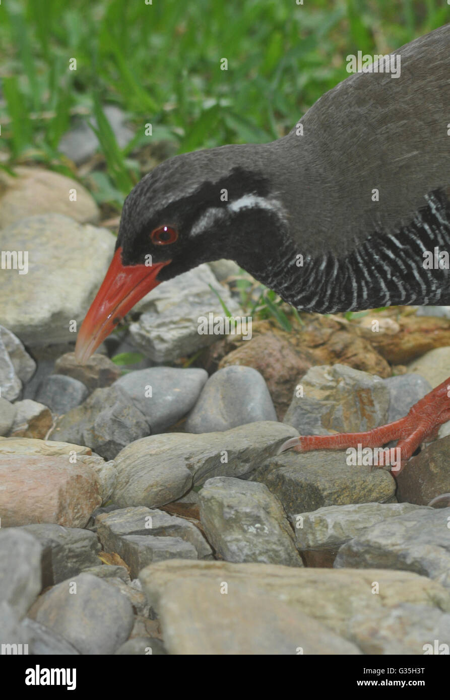 Okinawa rail hi-res stock photography and images - Alamy