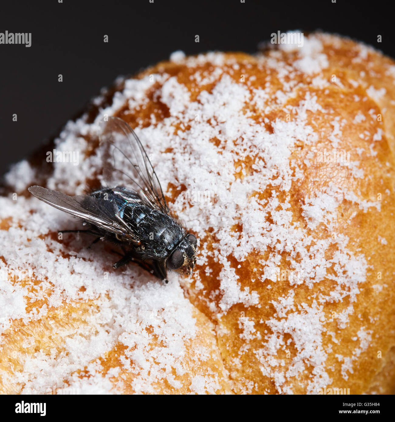fly on the dessert Stock Photo - Alamy