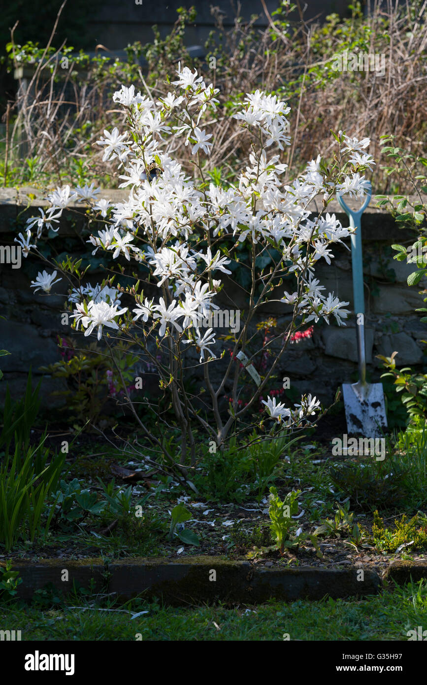 White star stella magnolia Stock Photo - Alamy