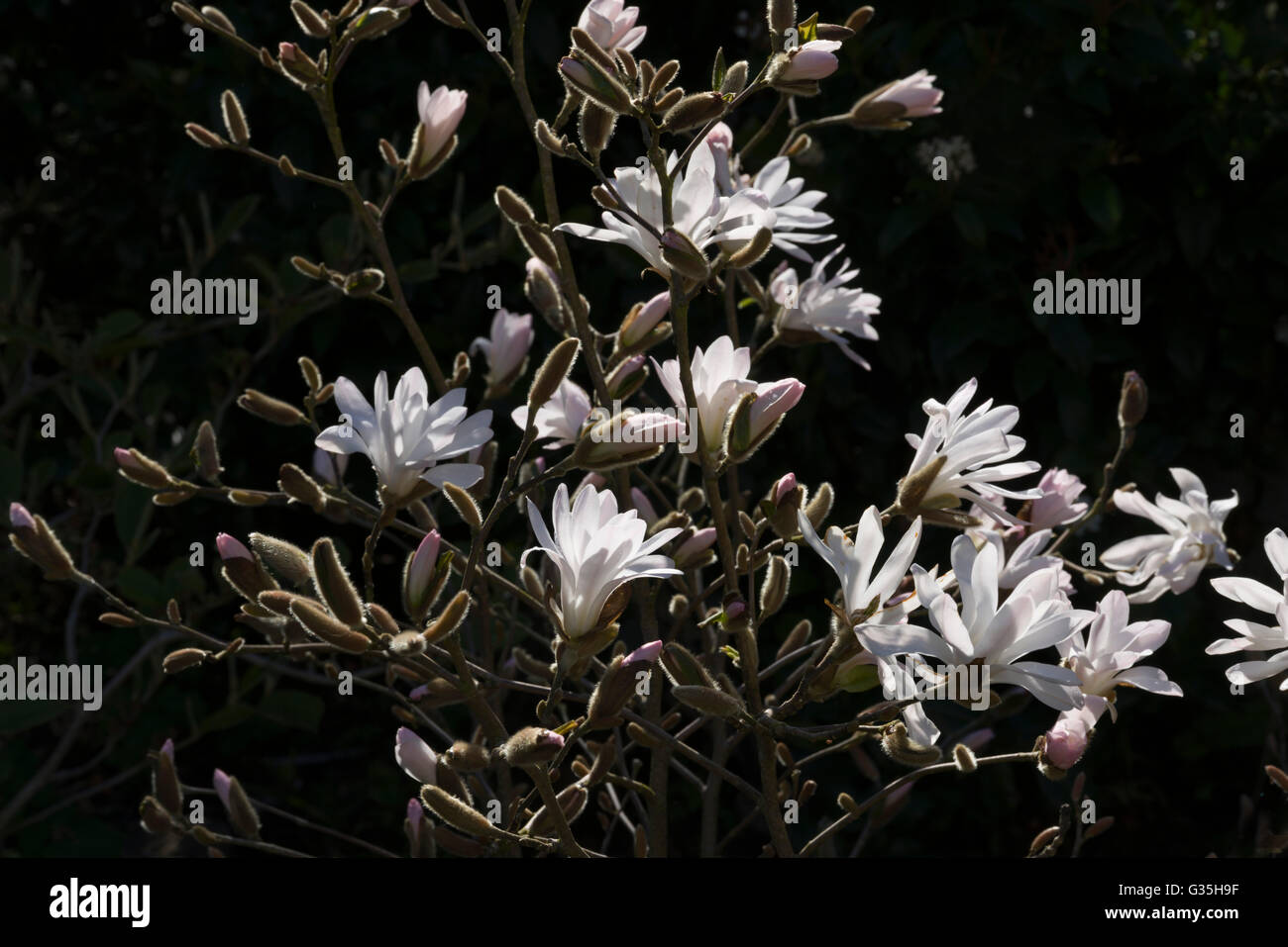 White star stella magnolia Stock Photo - Alamy