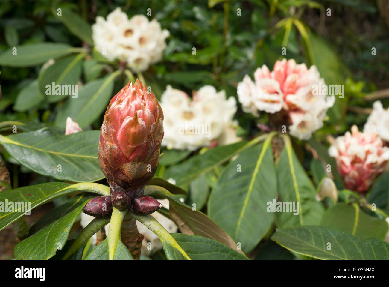 Broad-leafed rhododendron flowering very early, in March, in Scotland ...