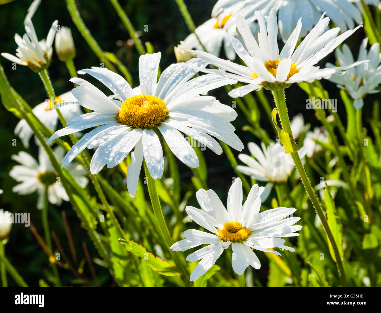 Large white daisy flowers hi-res stock photography and images - Alamy