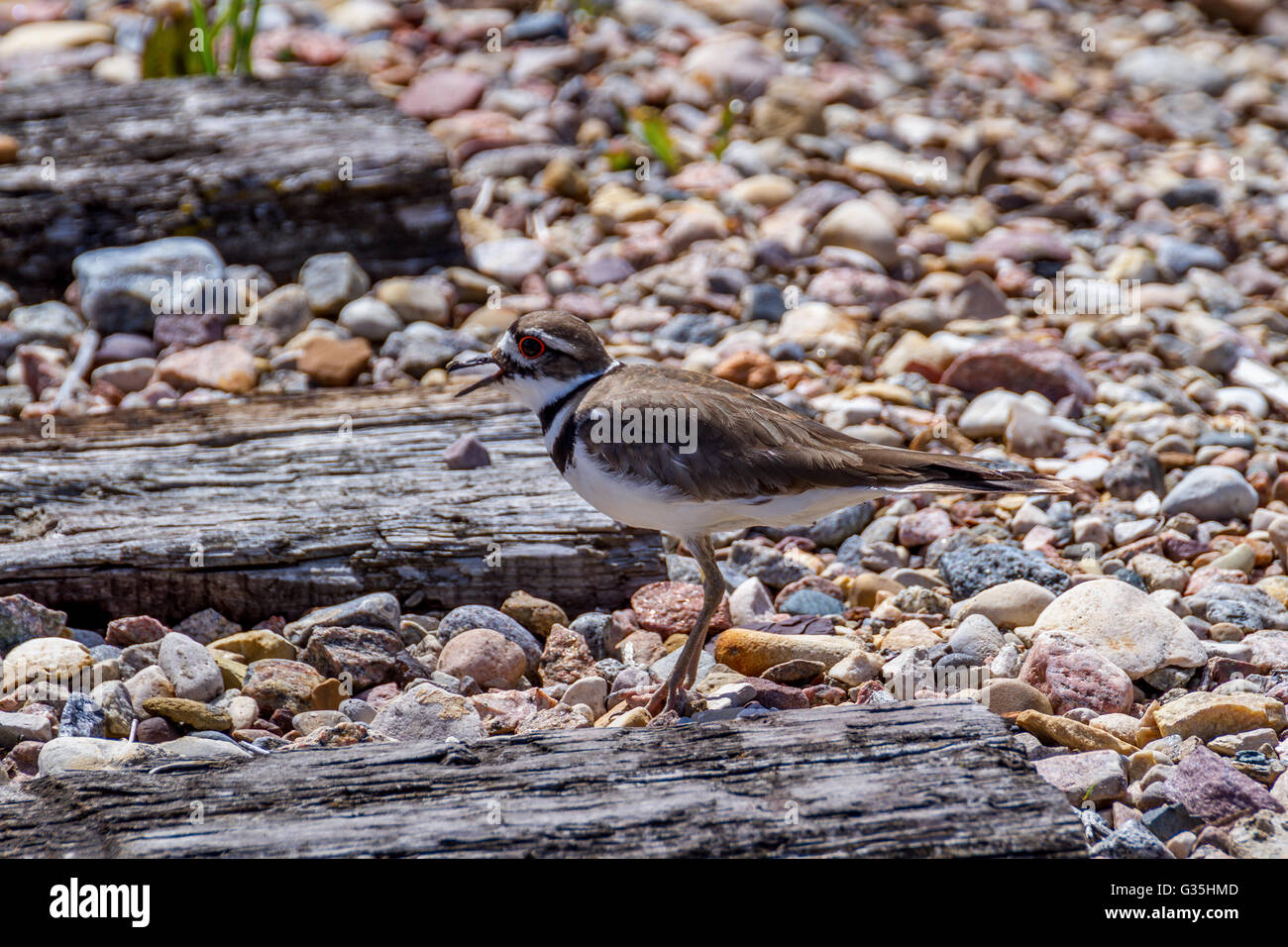 Loud killdeer on the side of a random railway track Stock Photo - Alamy