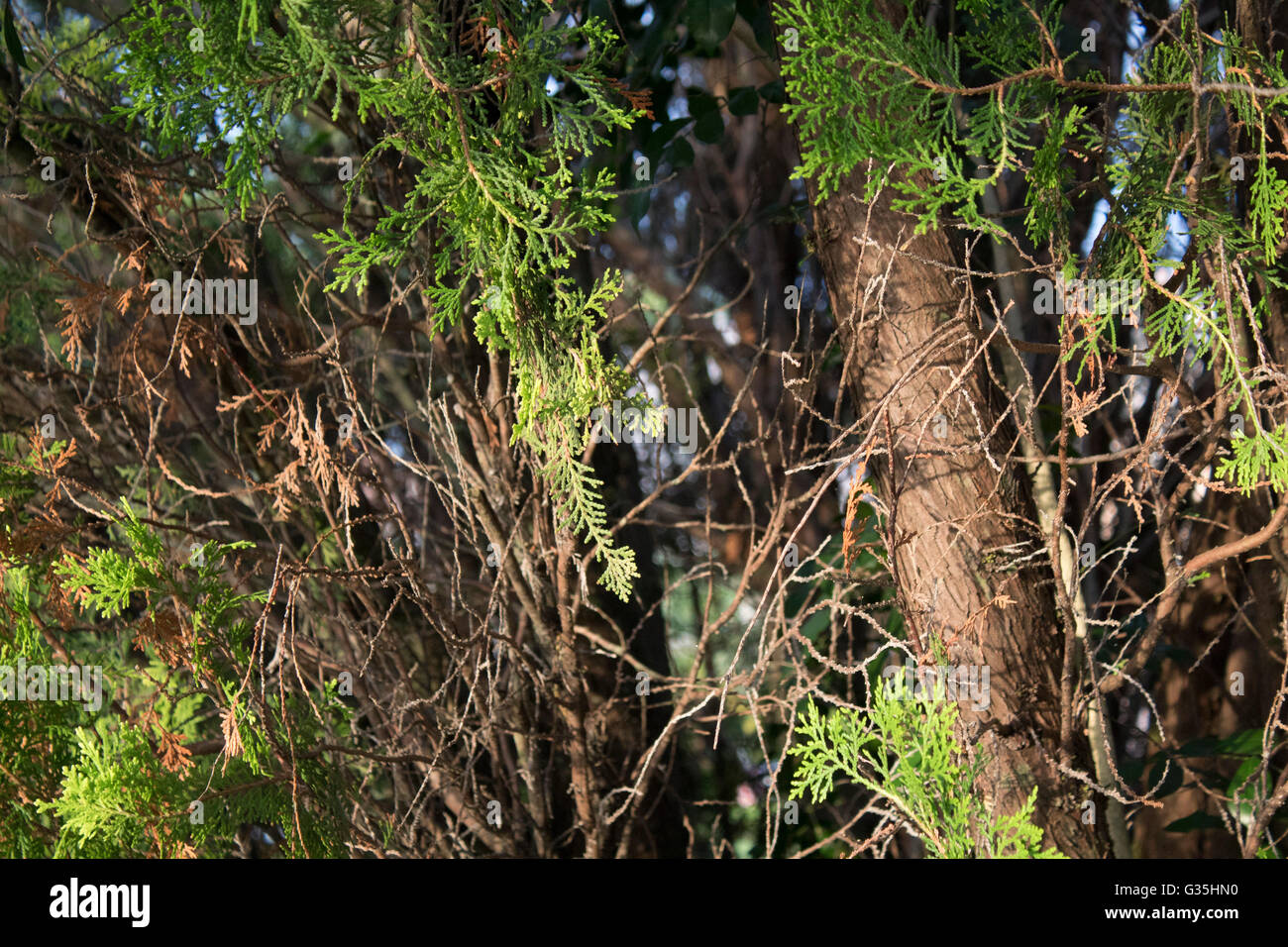 Branches close shot hi-res stock photography and images - Alamy
