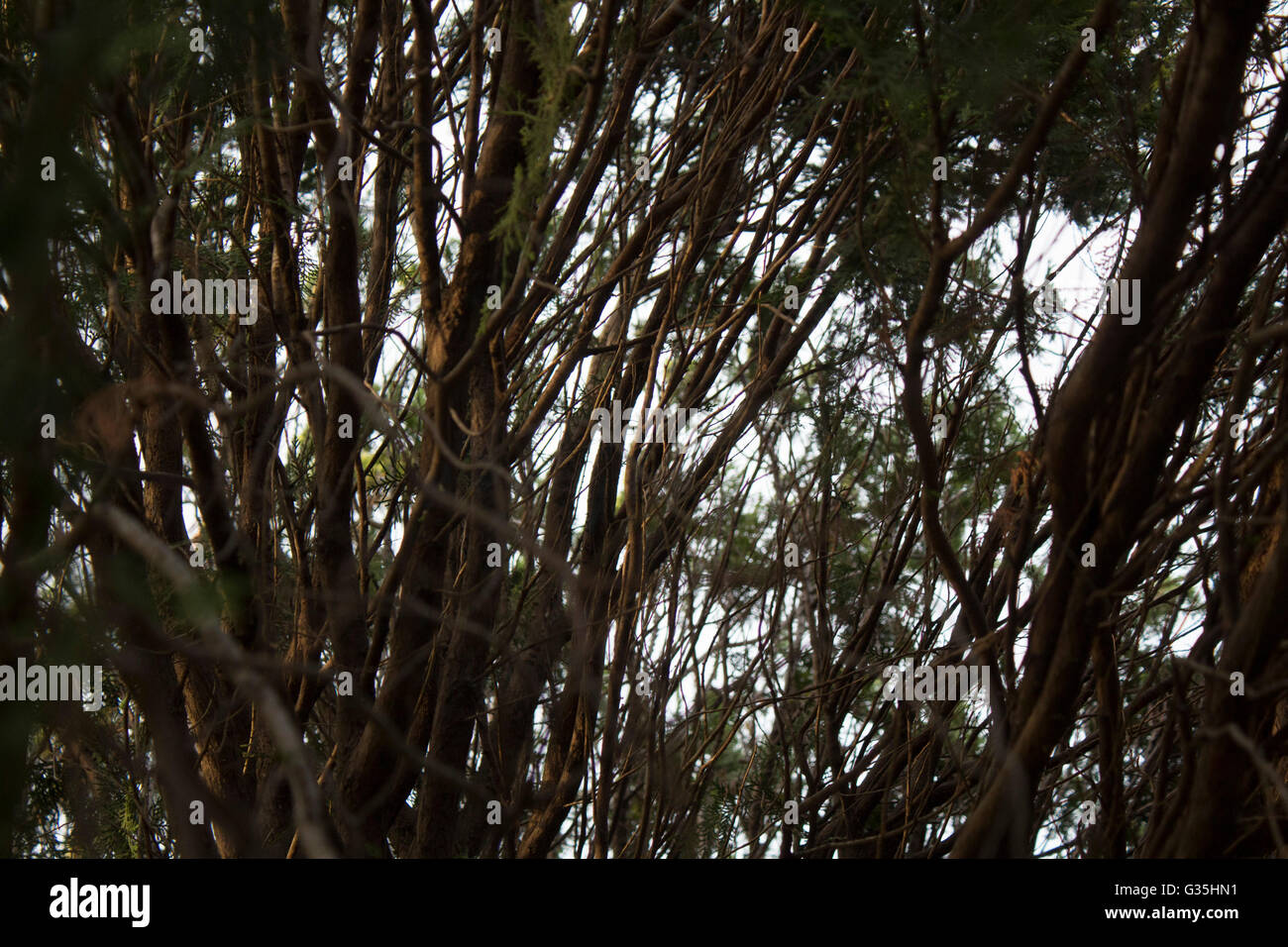 View through branches of a tree Stock Photo - Alamy