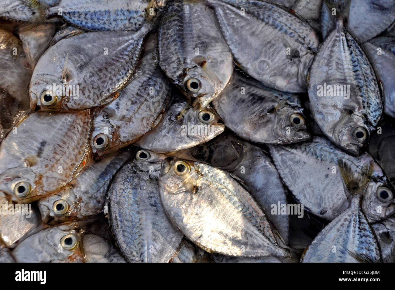 Silver Raw Fish Stock Photo - Alamy