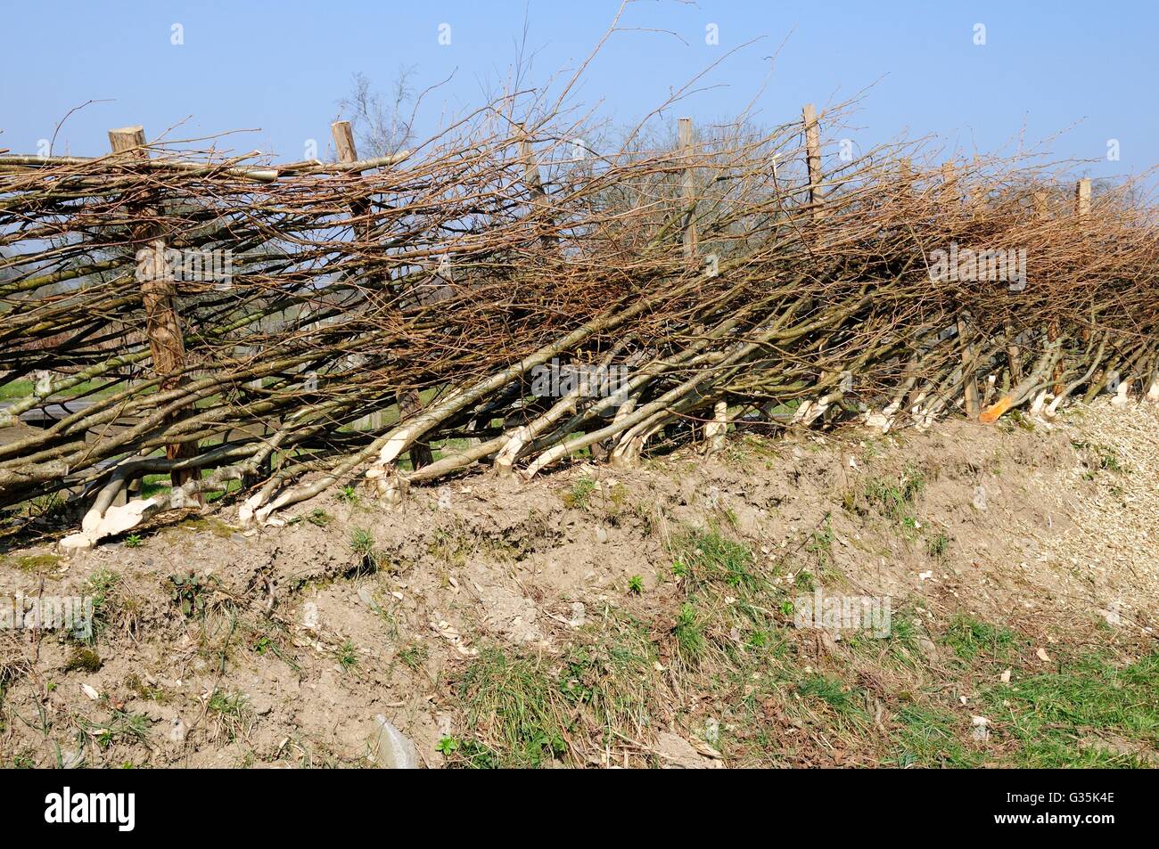 Hedge Laying High Resolution Stock Photography and Images - Alamy