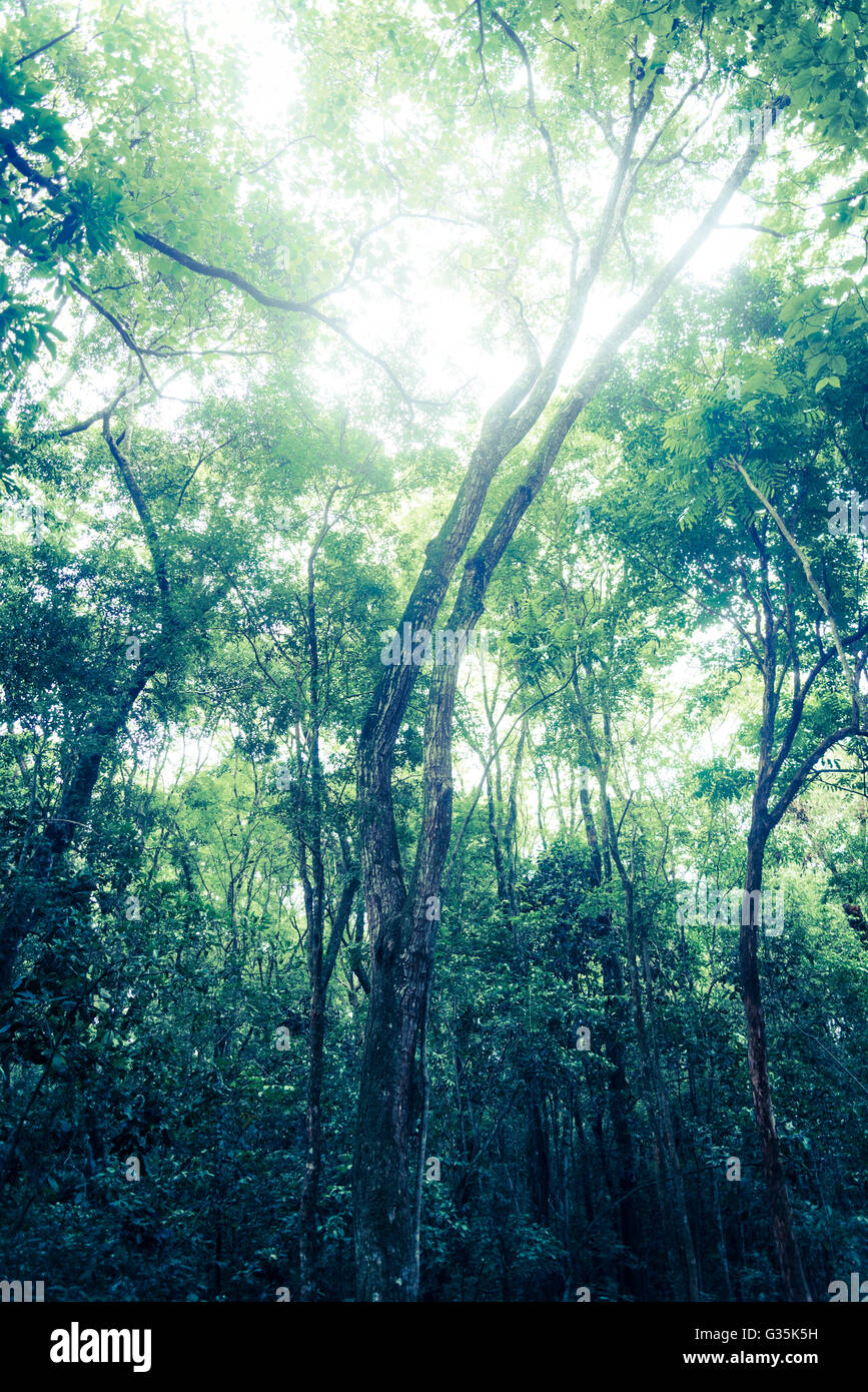 Mystical woodland hi-res stock photography and images - Alamy