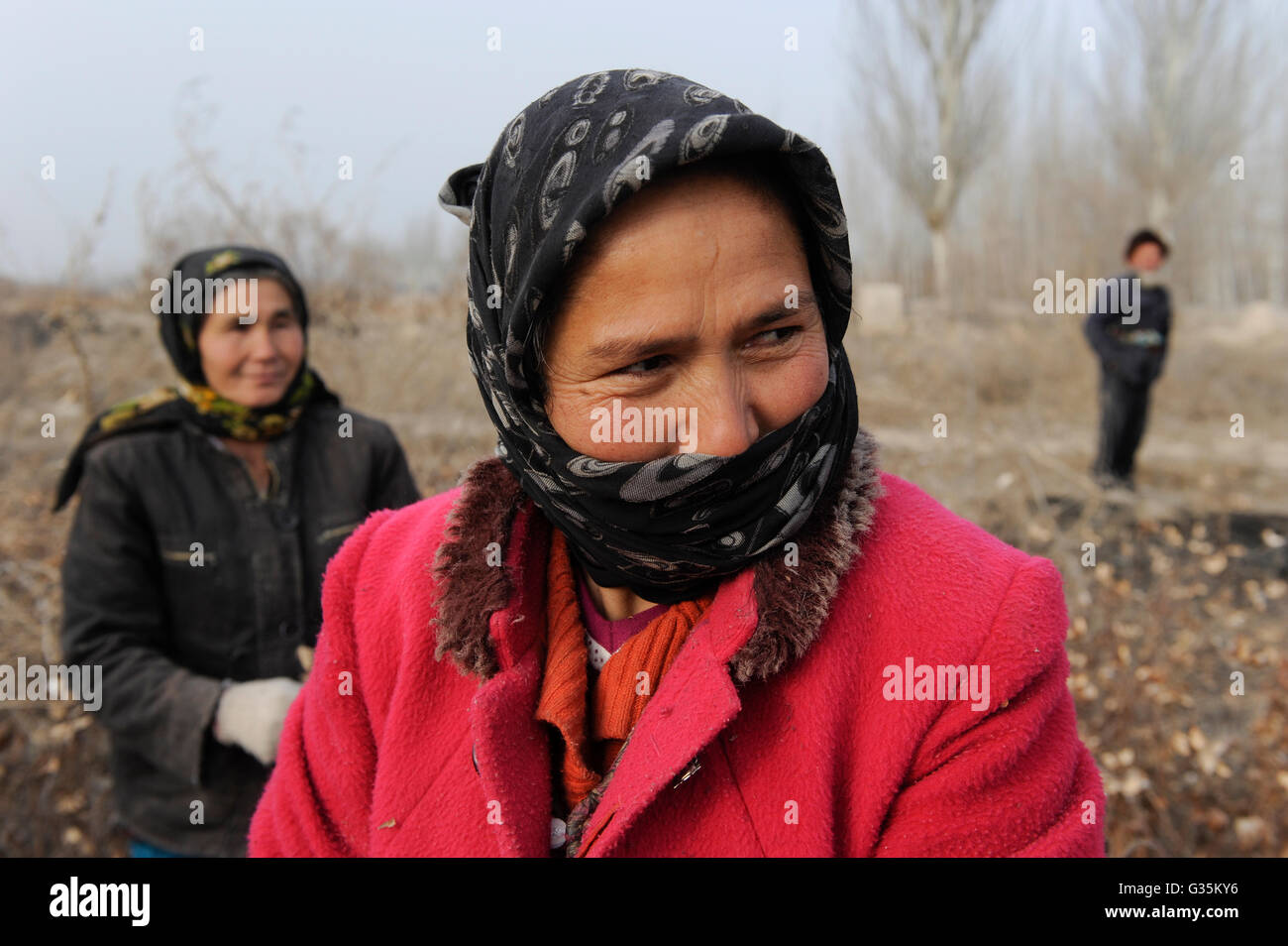 CHINA province Xinjiang Kashgar , uyghur women harvest cotton manually ...