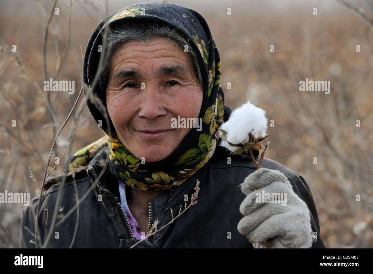 CHINA Province Xinjiang Kashgar , uyghur women harvest cotton during ...