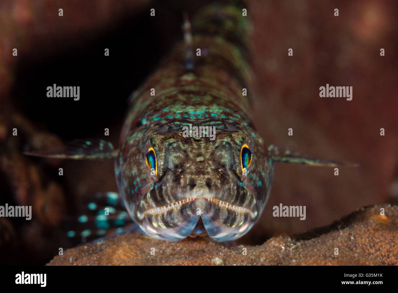 Reef Lizardfish, Synodus variegatus, Komodo National Park, Indonesia ...