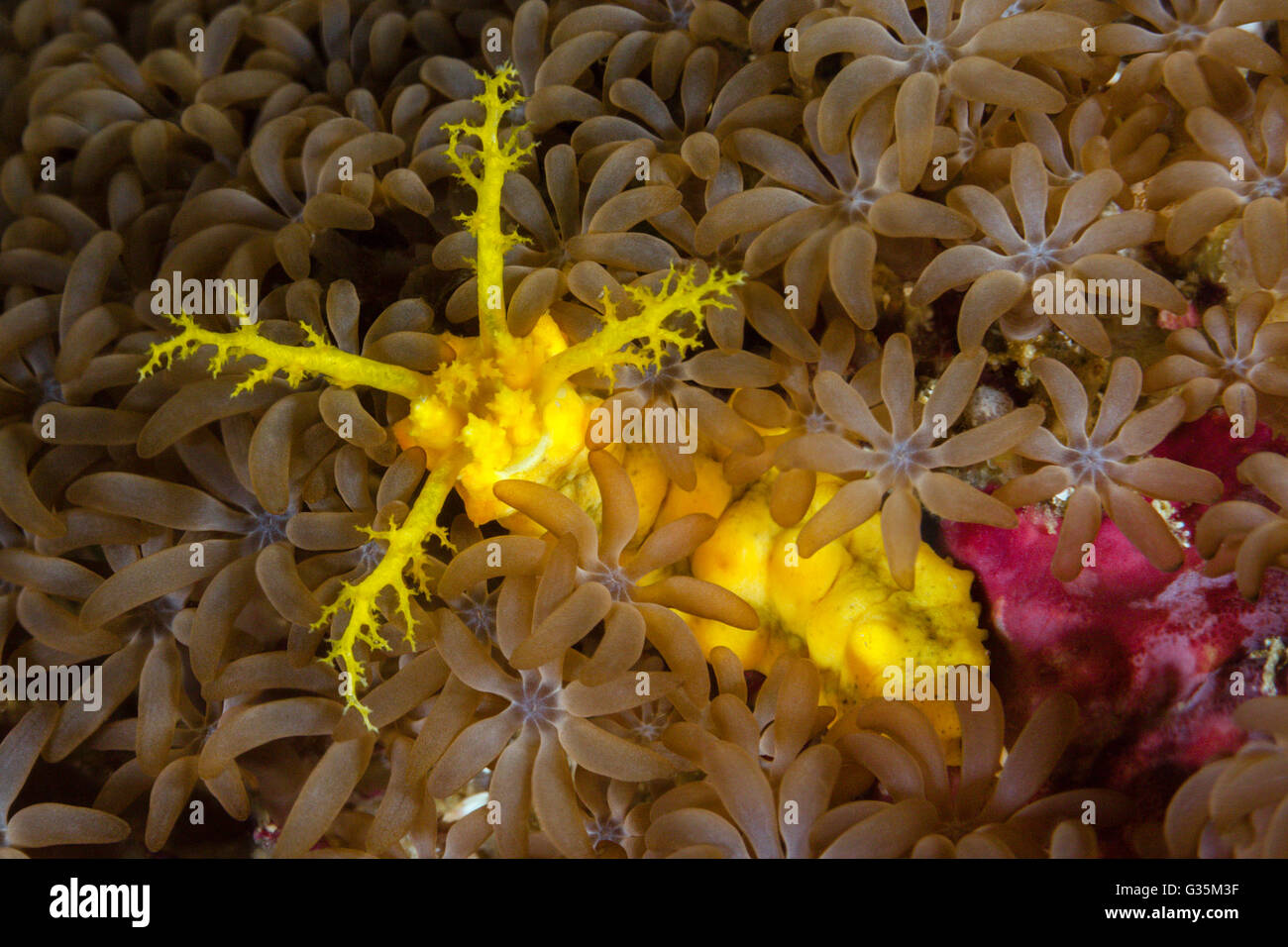 Yellow Sea Cucumber, Colochirus robustus, Komodo National Park ...