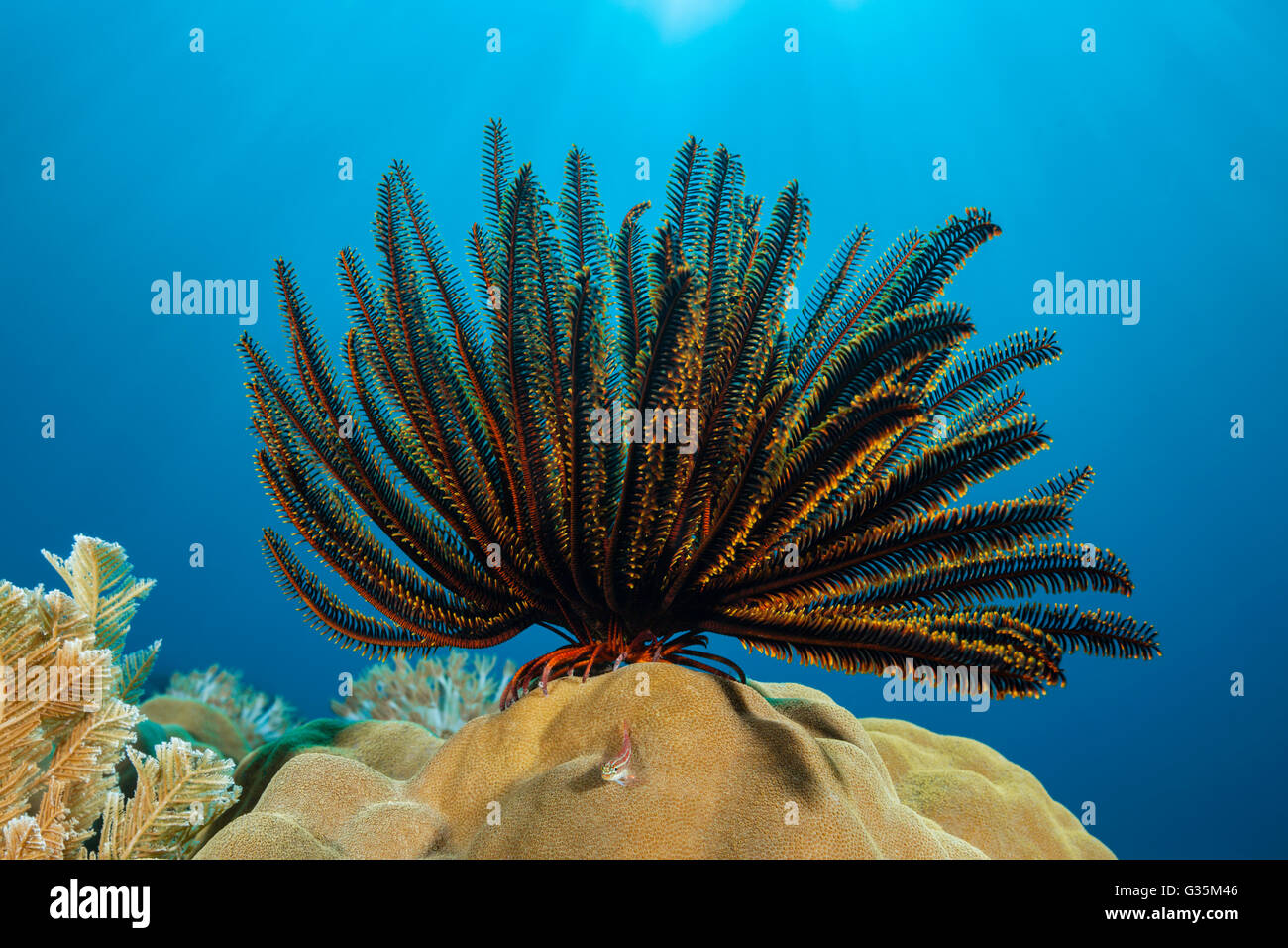 Underwater in the komodo national park hi-res stock photography and ...