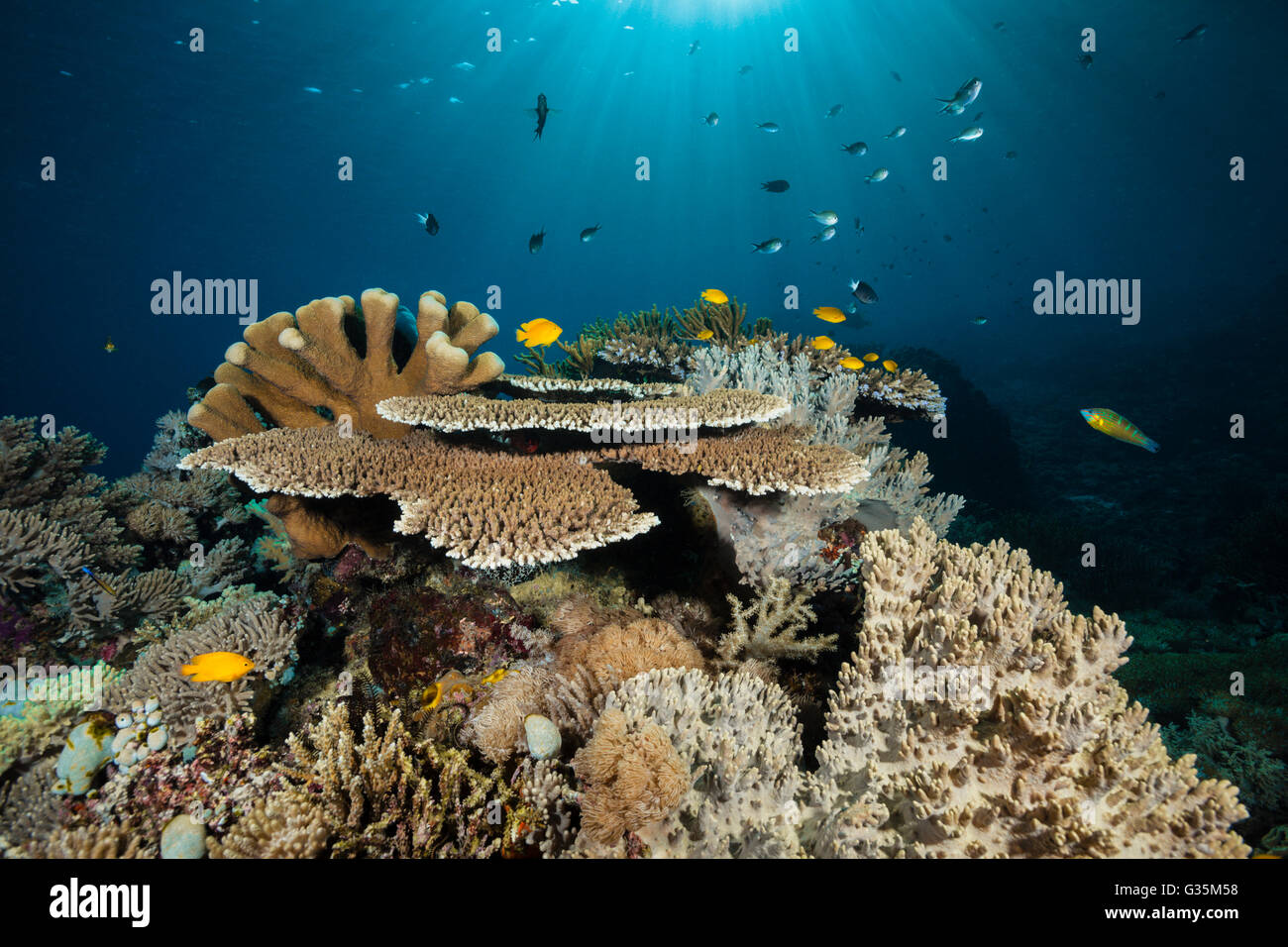 Reef of Hard Corals, Acropora sp., Komodo National Park, Indonesia ...