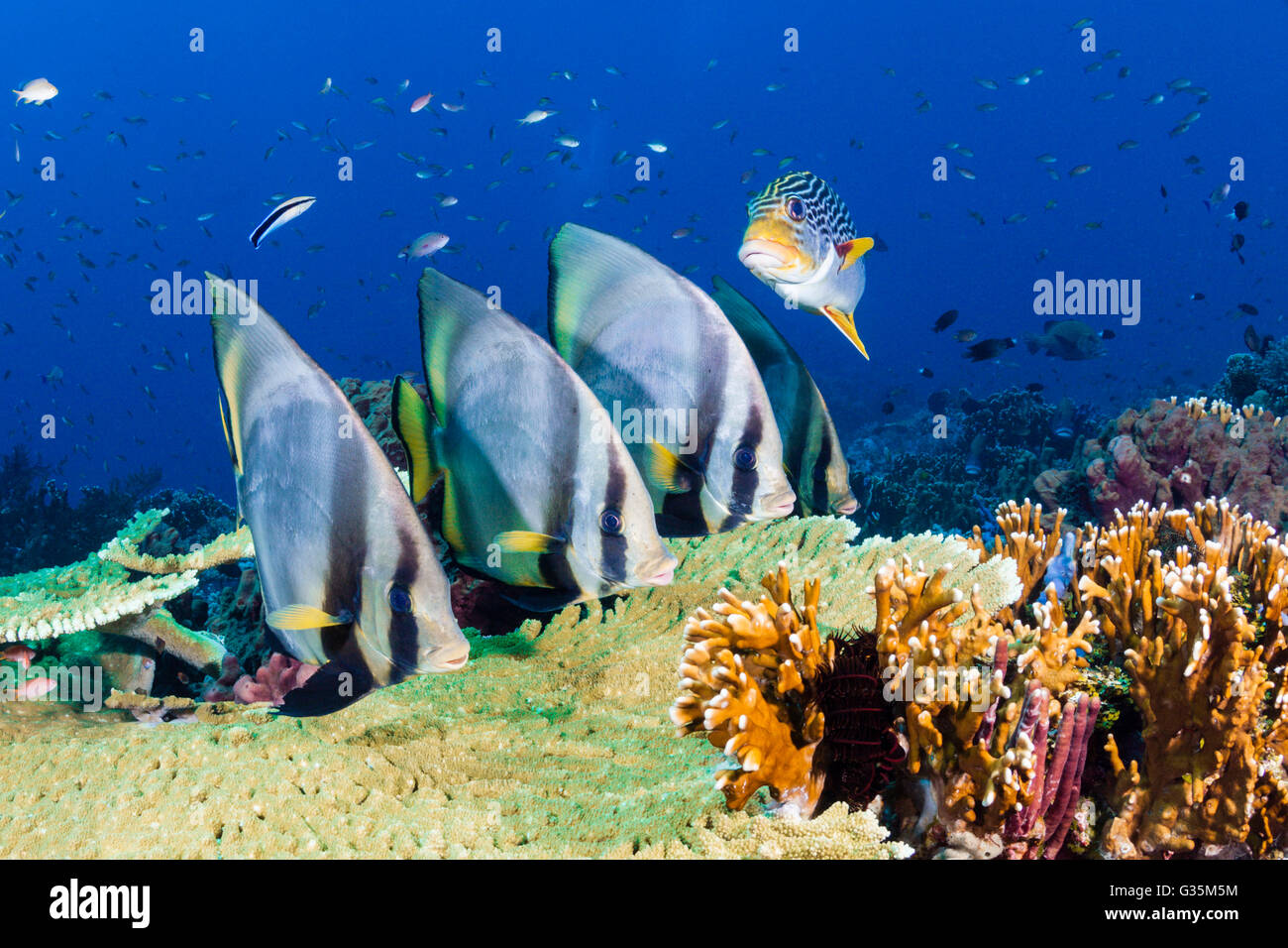 Group of Pinnate Batfish, Platax pinnatus, Komodo National Park ...