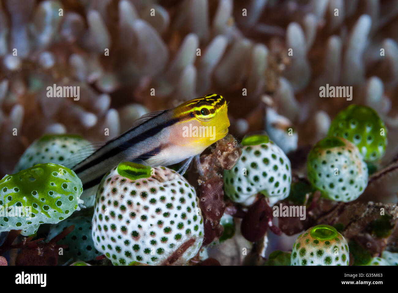 Baths Clown Blenny, Ecsenius bathi, Komodo National Park, Indonesia ...