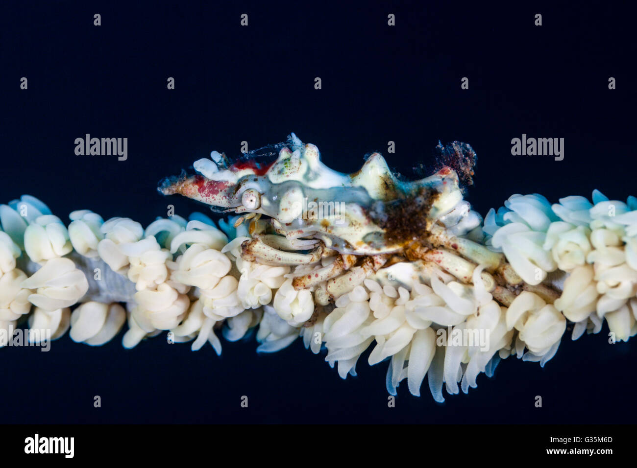 Wire Coral Crab, Xenocarcinus tuberculatus, Komodo National Park ...