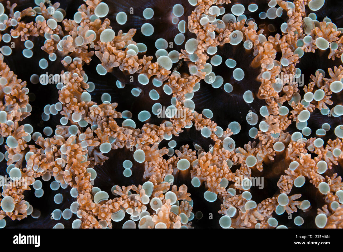 Coral polyps hi-res stock photography and images - Alamy