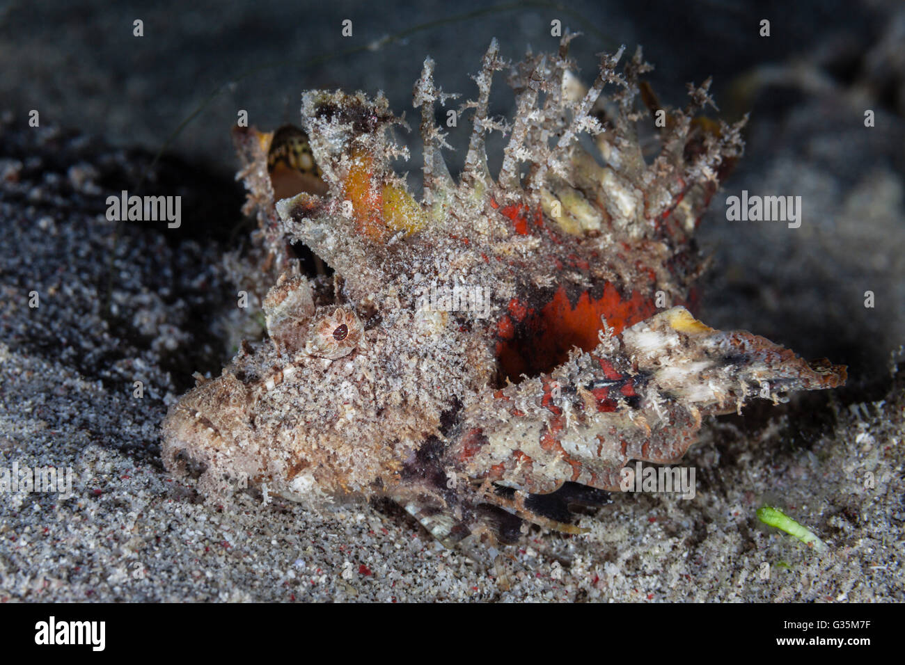 Spiny Devilfish, Inimicus didactylus, Komodo National Park, Indonesia ...