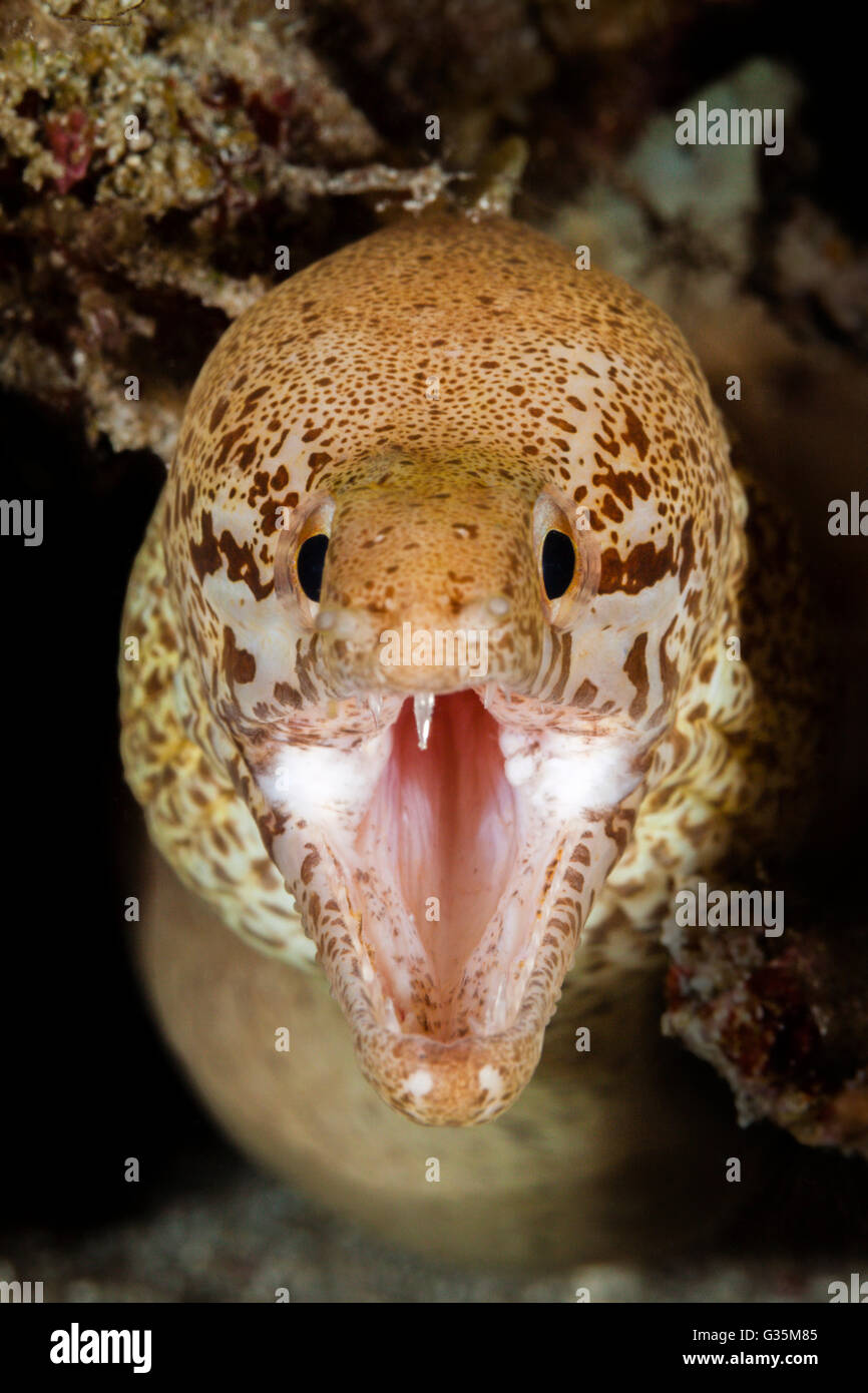 Barred teeth hi-res stock photography and images - Alamy