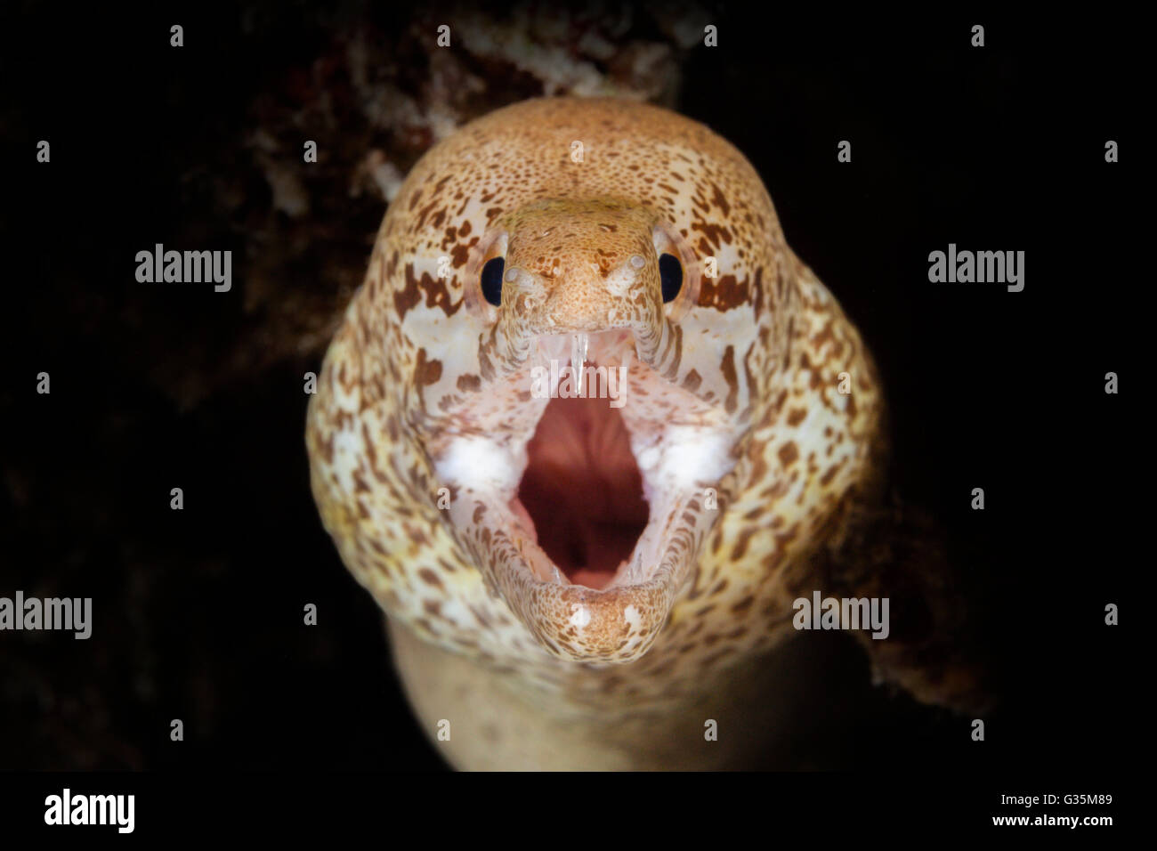 Barred teeth hi-res stock photography and images - Alamy