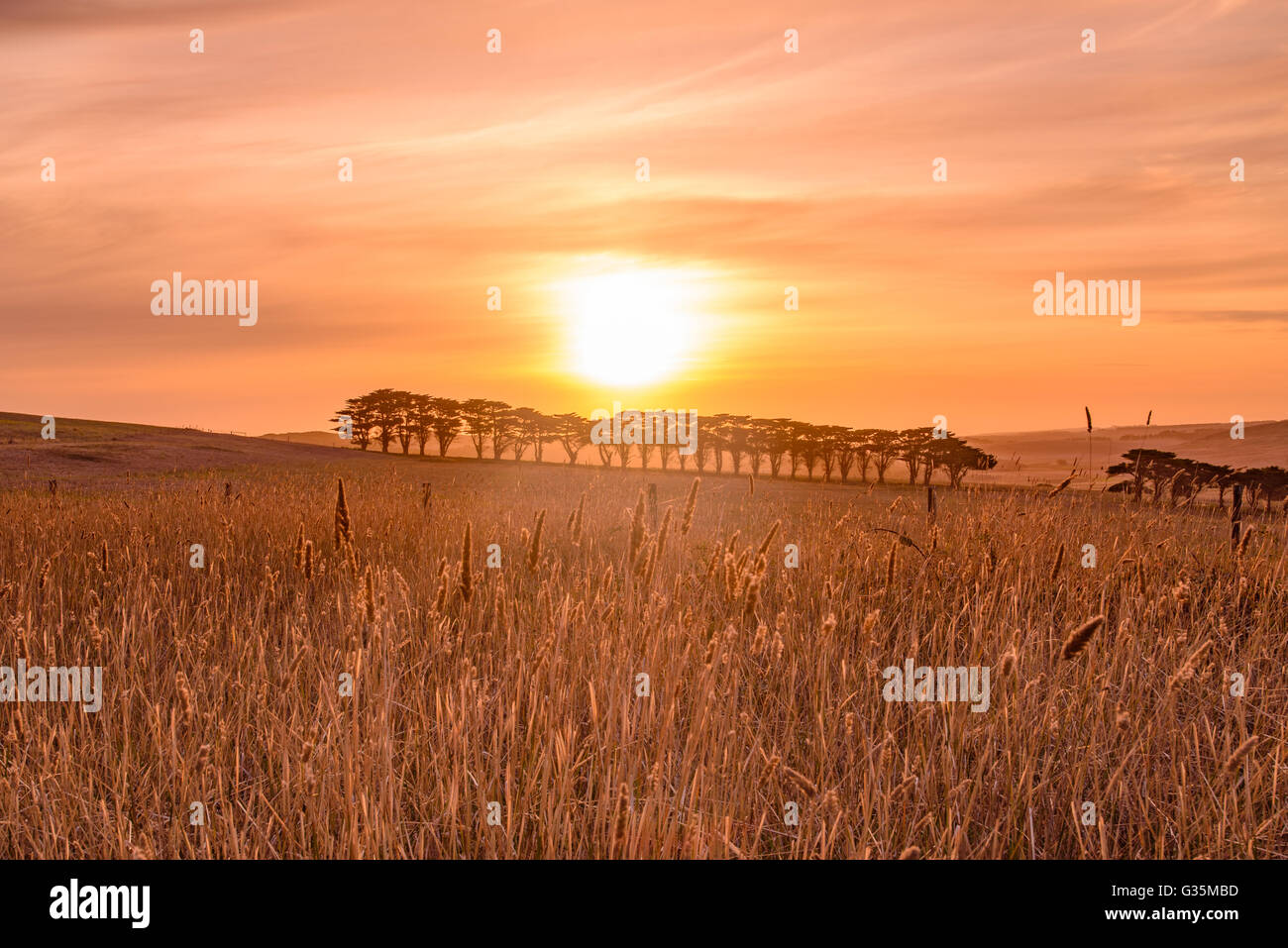 Light of sunset over grass Stock Photo - Alamy